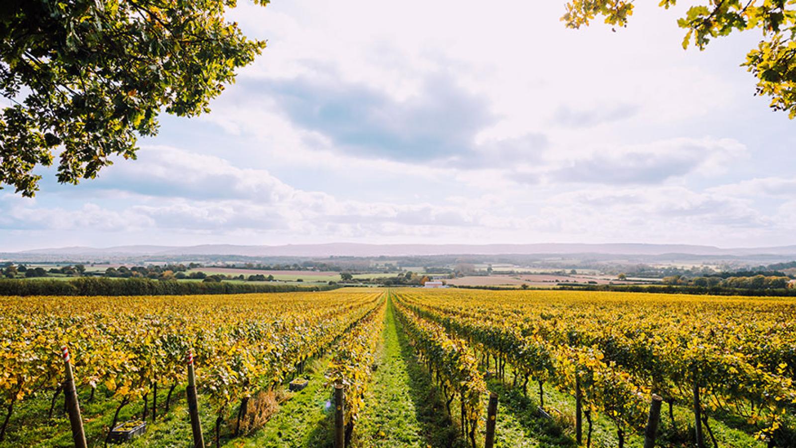 The Best UK Vineyards To Visit | SL.Man