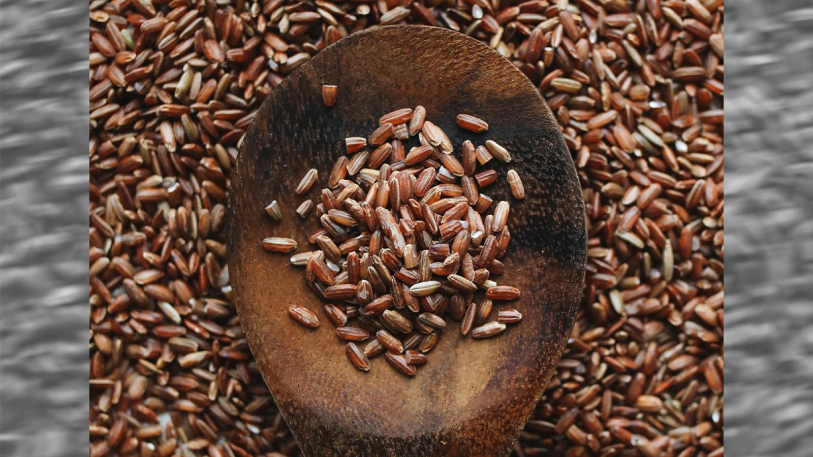 Fibre Maxxing | SL.Man